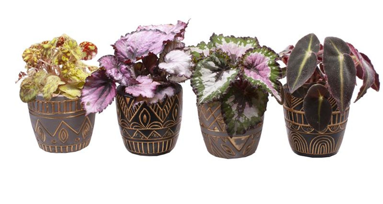Begonia REX MIX — Plant Wholesale FlorAccess