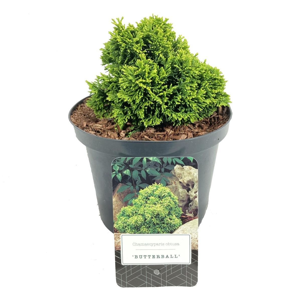 Chamaecyparis obtusa 'Butterball' — Plant Wholesale FlorAccess