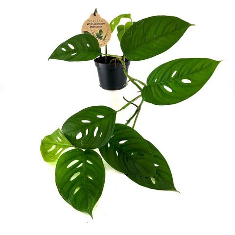 Monstera acuminata — Plant Wholesale FlorAccess