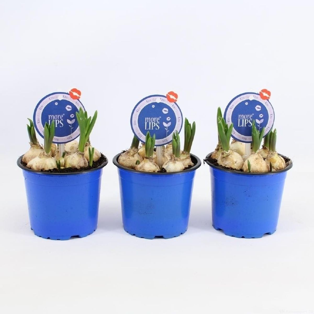 Muscari 'Big Smile' — Plant Wholesale FlorAccess