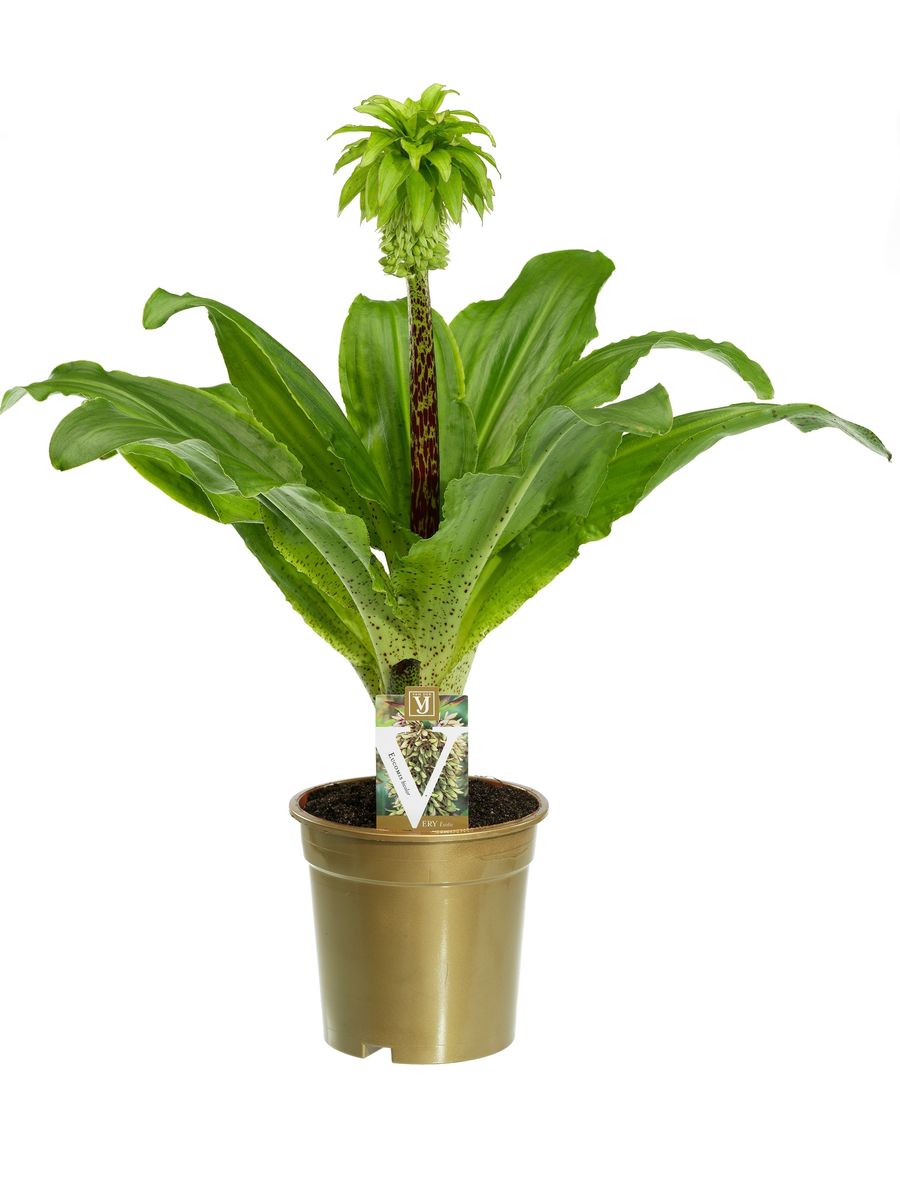 Eucomis bicolor — Plant Wholesale FlorAccess