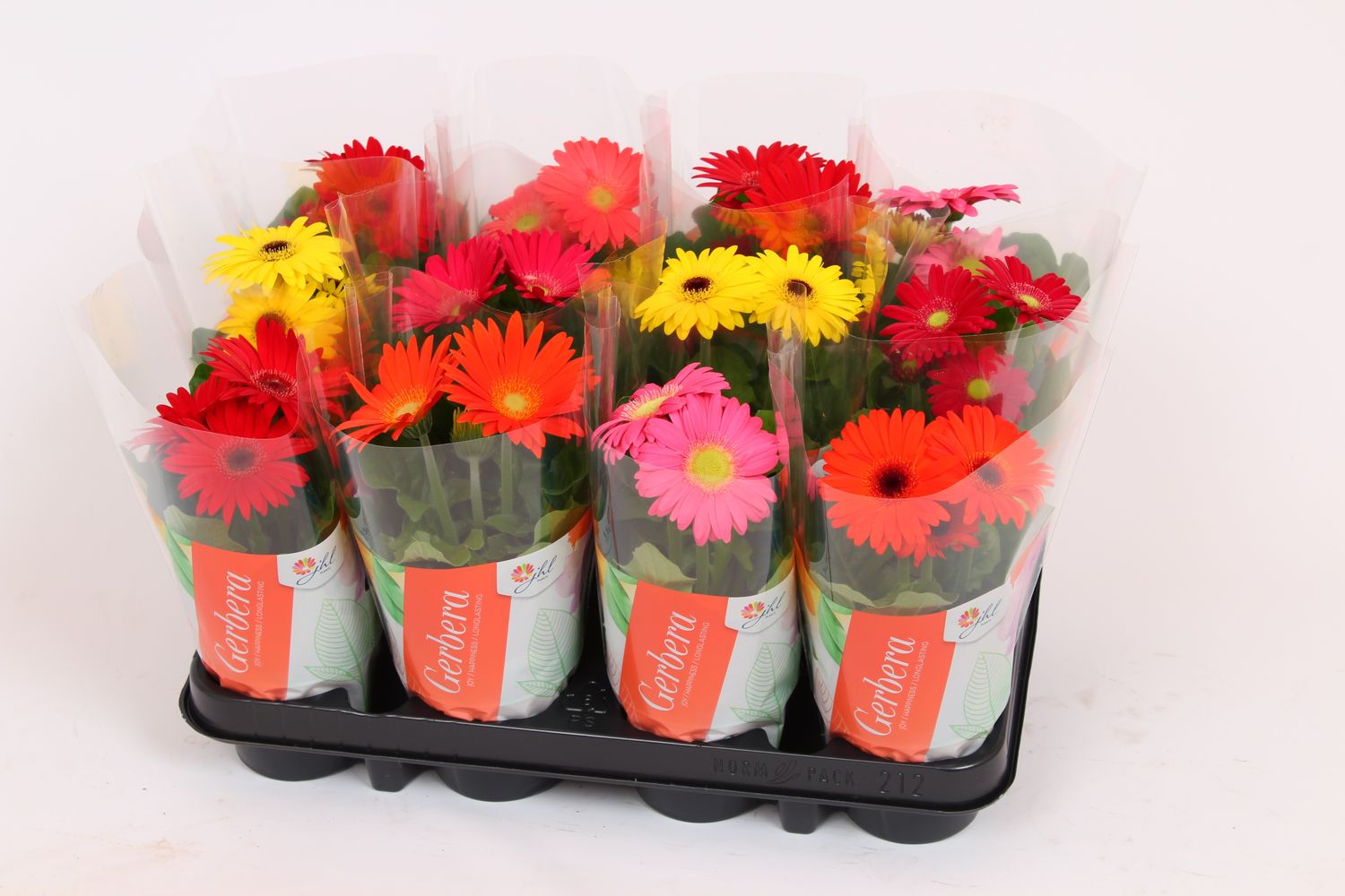 Gerbera MIX — Plant Wholesale FlorAccess