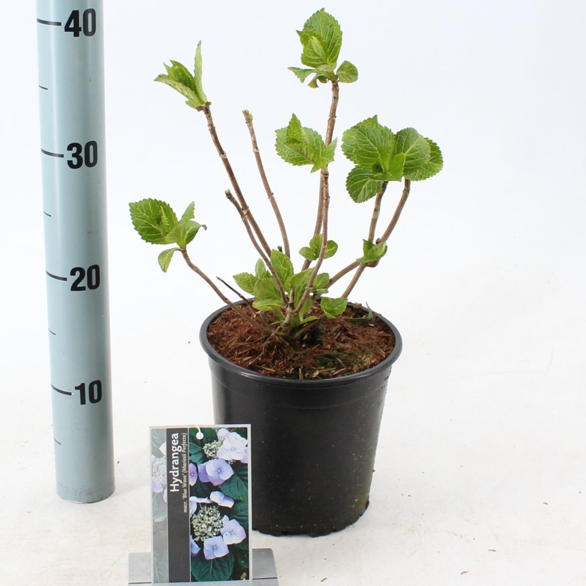 Hydrangea macrophylla 'Mariesii Perfecta' — Plant Wholesale FlorAccess