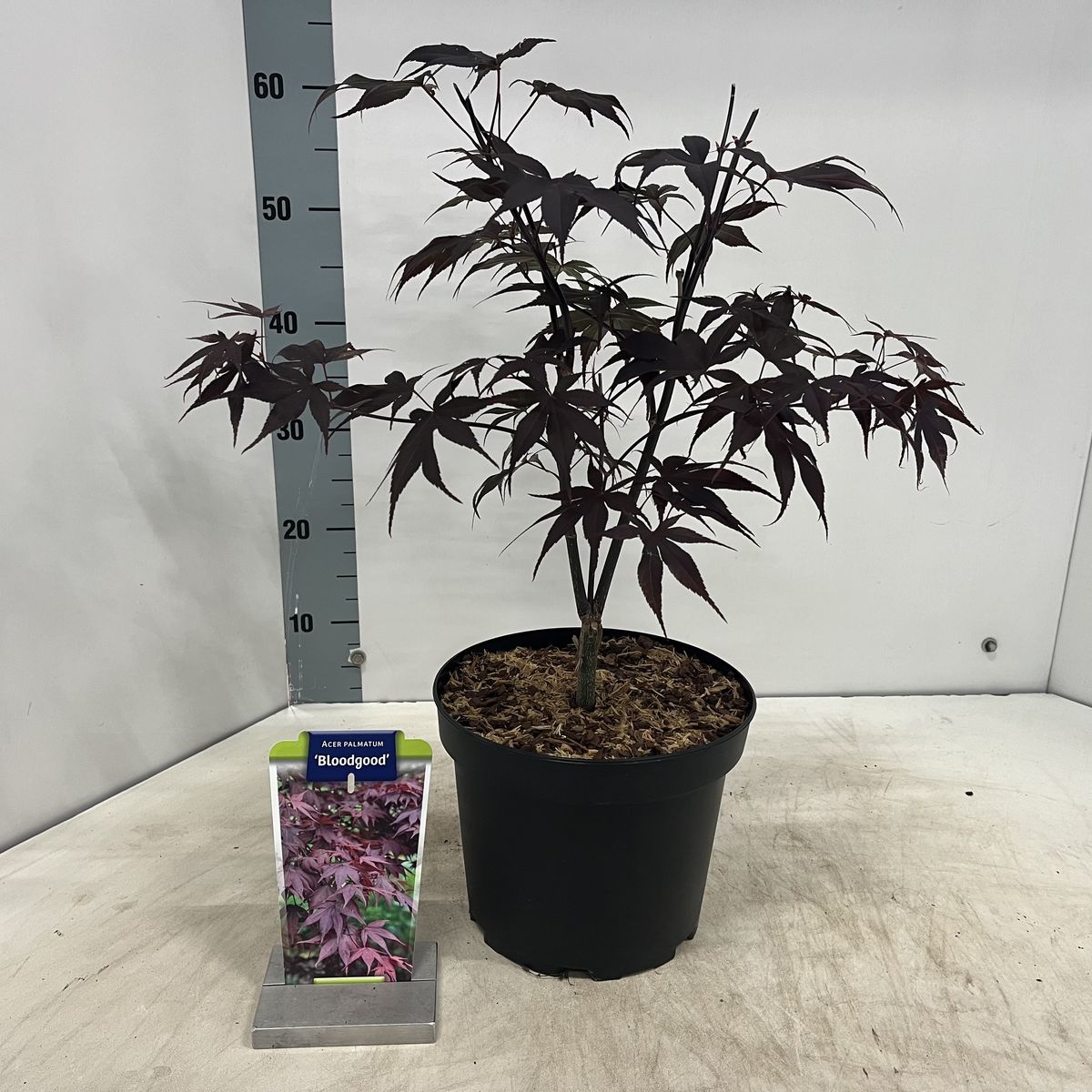 Acer palmatum 'Bloodgood' — Atacado de Plantas FlorAccess