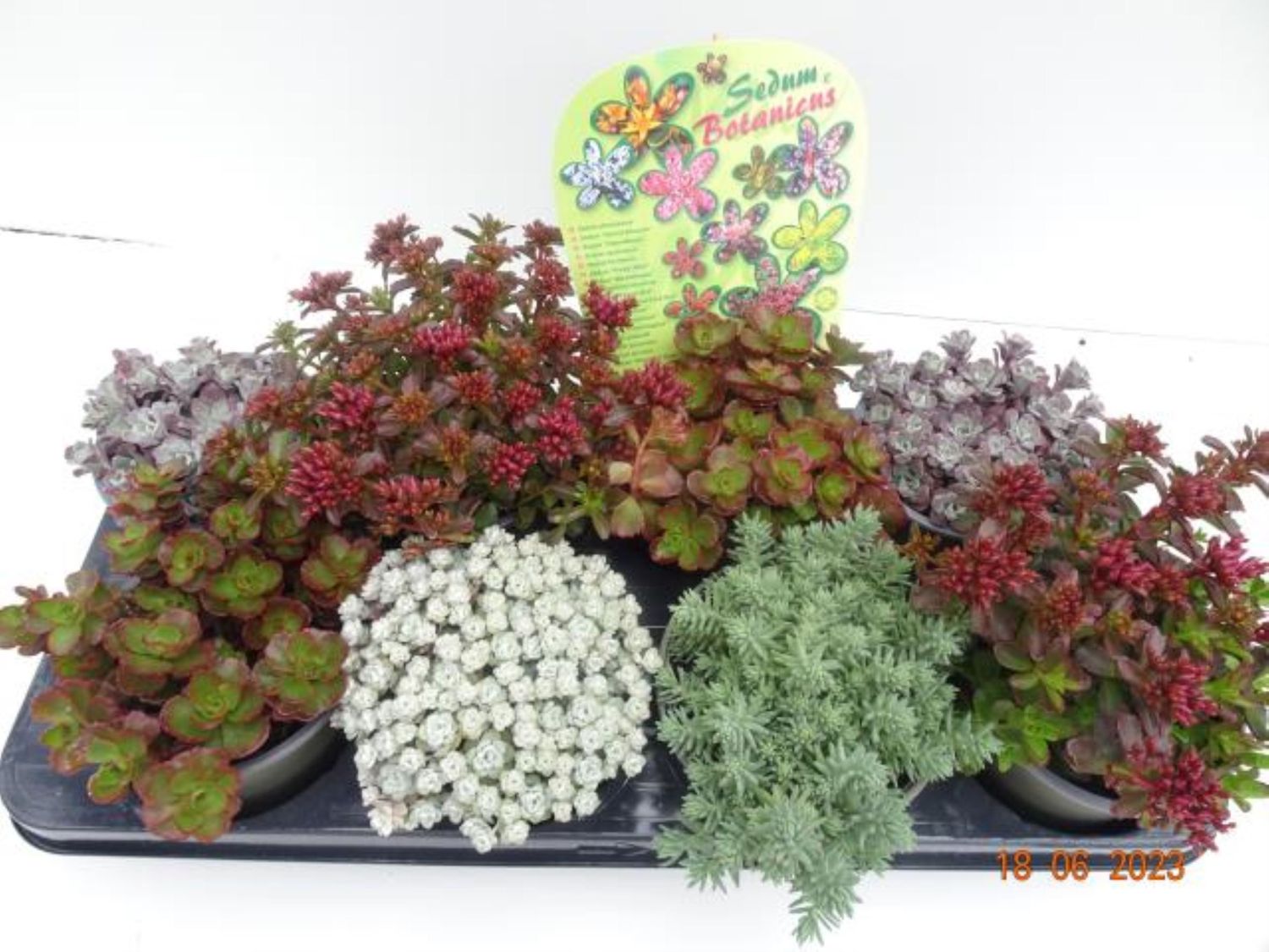 Sedum MIX — Plant Wholesale FlorAccess
