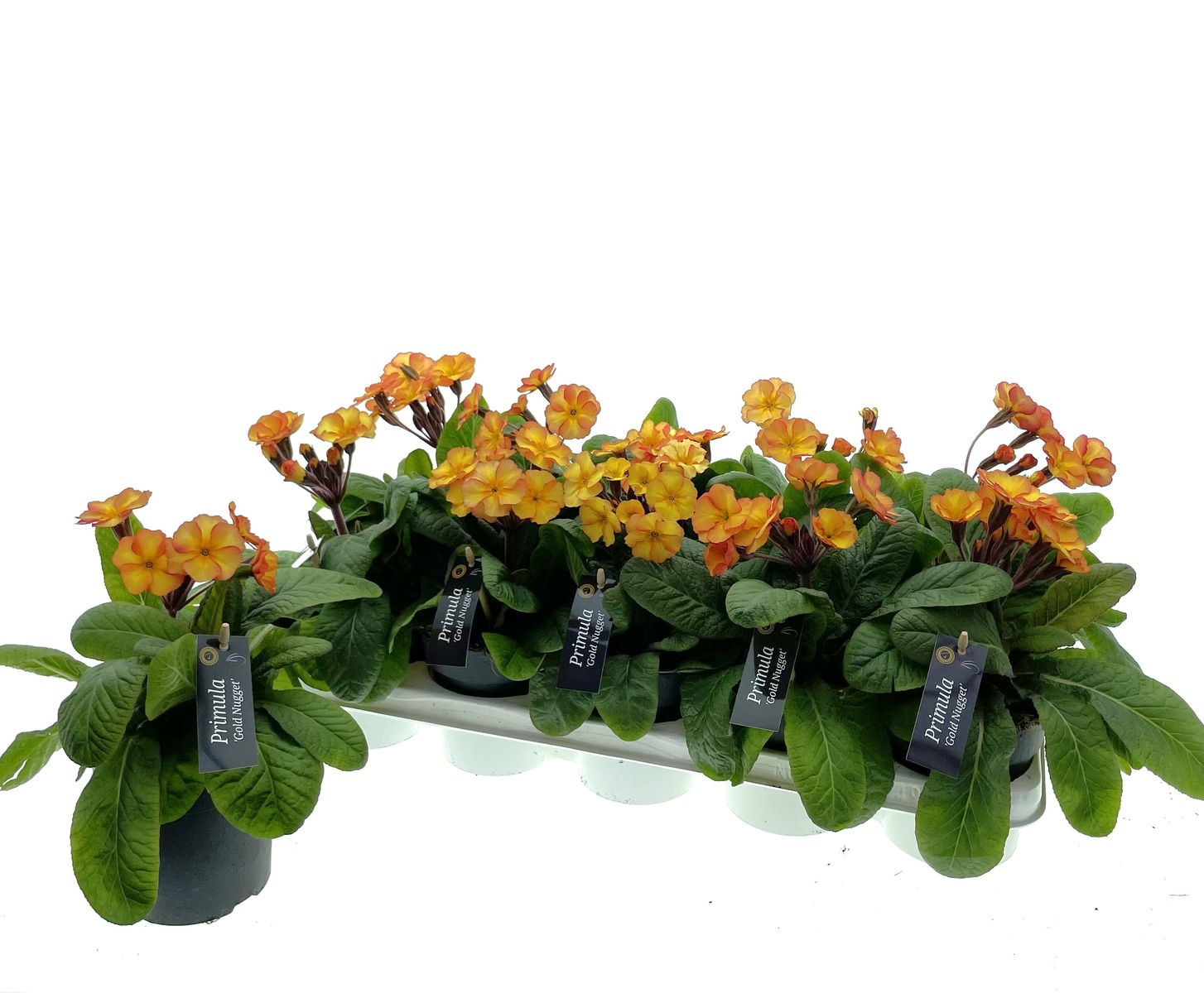 Primula 'Gold Nugget Yellow' — Рослини оптом FlorAccess