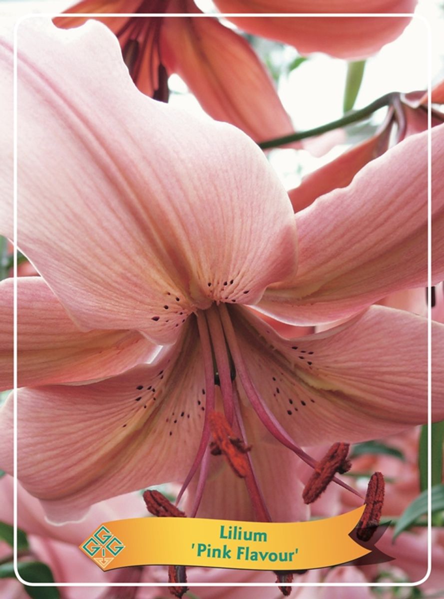 Lilium 'Pink Flavour' — Рослини оптом FlorAccess
