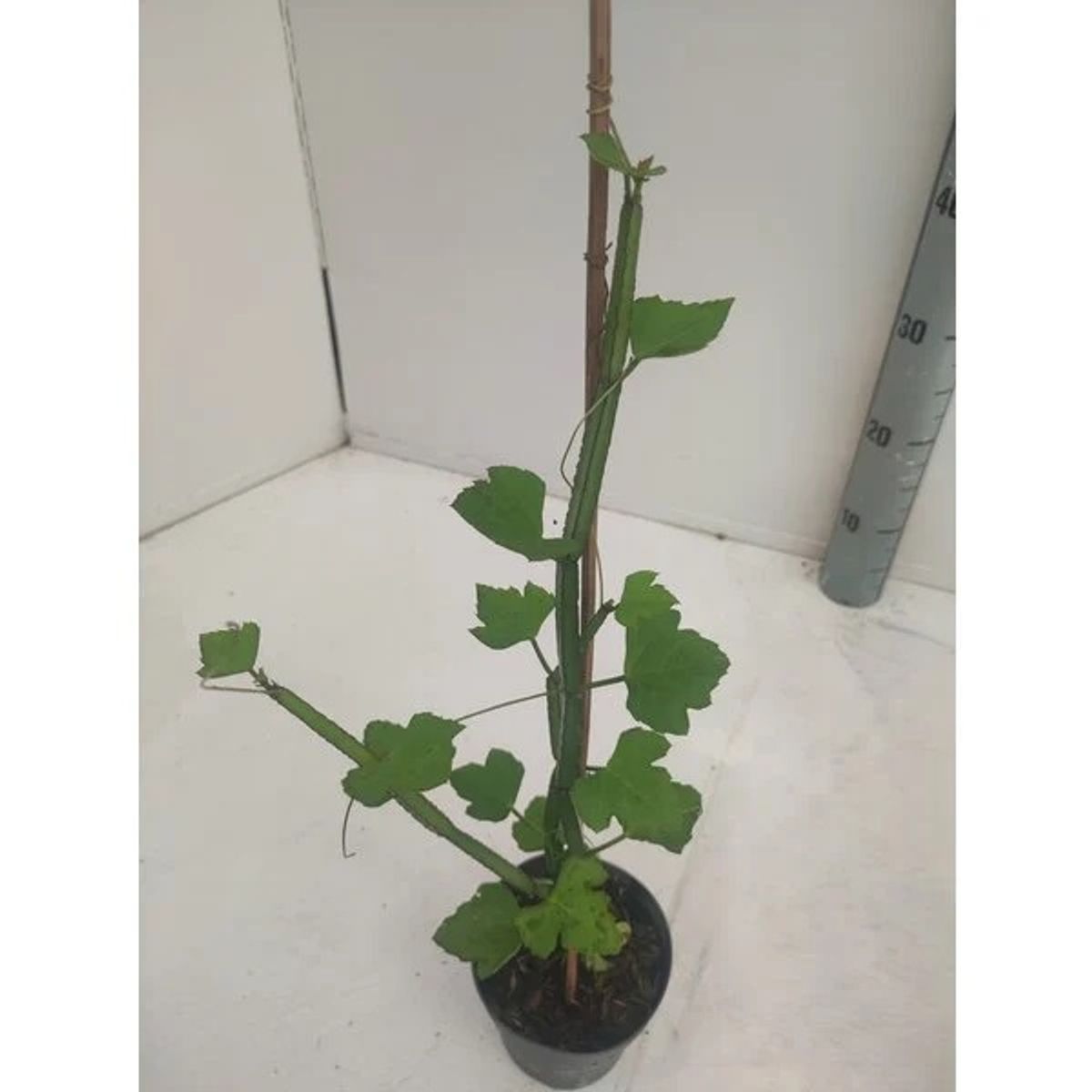 Cissus quadrangularis — Plant Wholesale FlorAccess