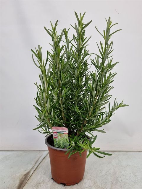 Rosmarinus officinalis — Plant Wholesale FlorAccess