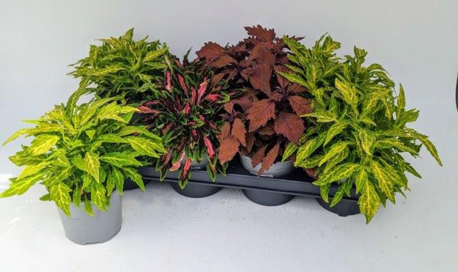Plectranthus FLAMETHROWER MIX — Plant Wholesale FlorAccess