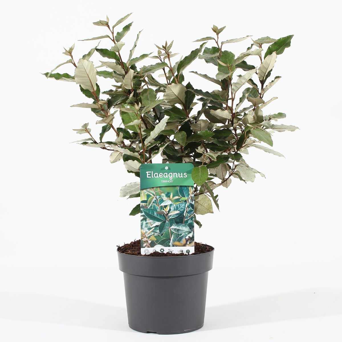 Elaeagnus x ebbingei 'Compacta' — Plant Wholesale FlorAccess