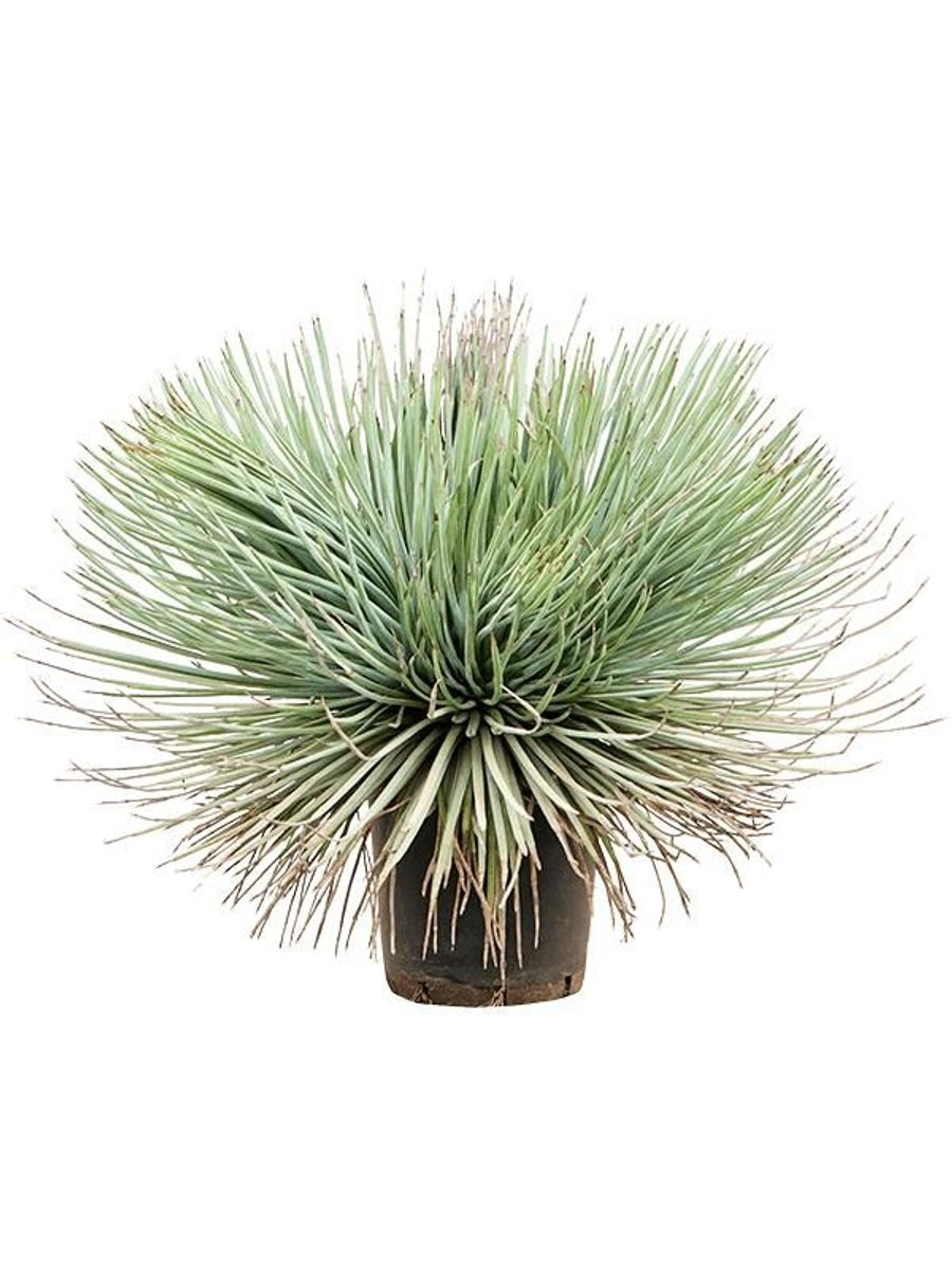 Agave stricta — Plant Wholesale FlorAccess