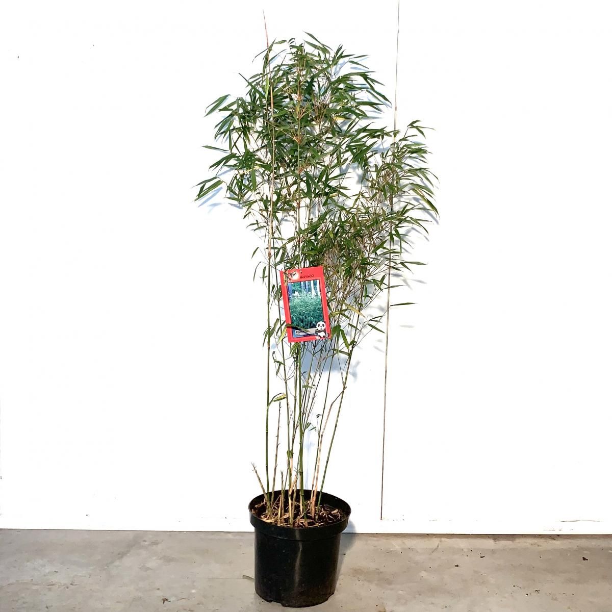 Fargesia murielae 'Rufa' — Plant Wholesale FlorAccess