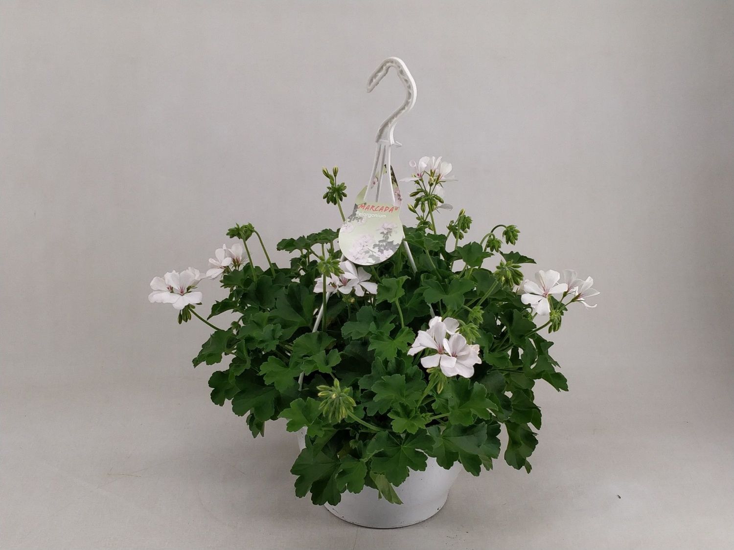 Pelargonium MARCADA WHITE — Plant Wholesale FlorAccess