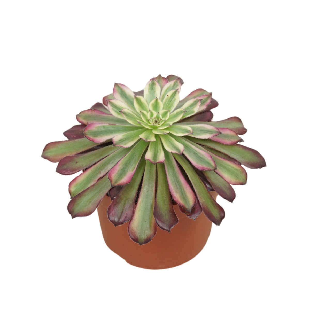Aeonium 'Sunrise' — Plant Wholesale FlorAccess