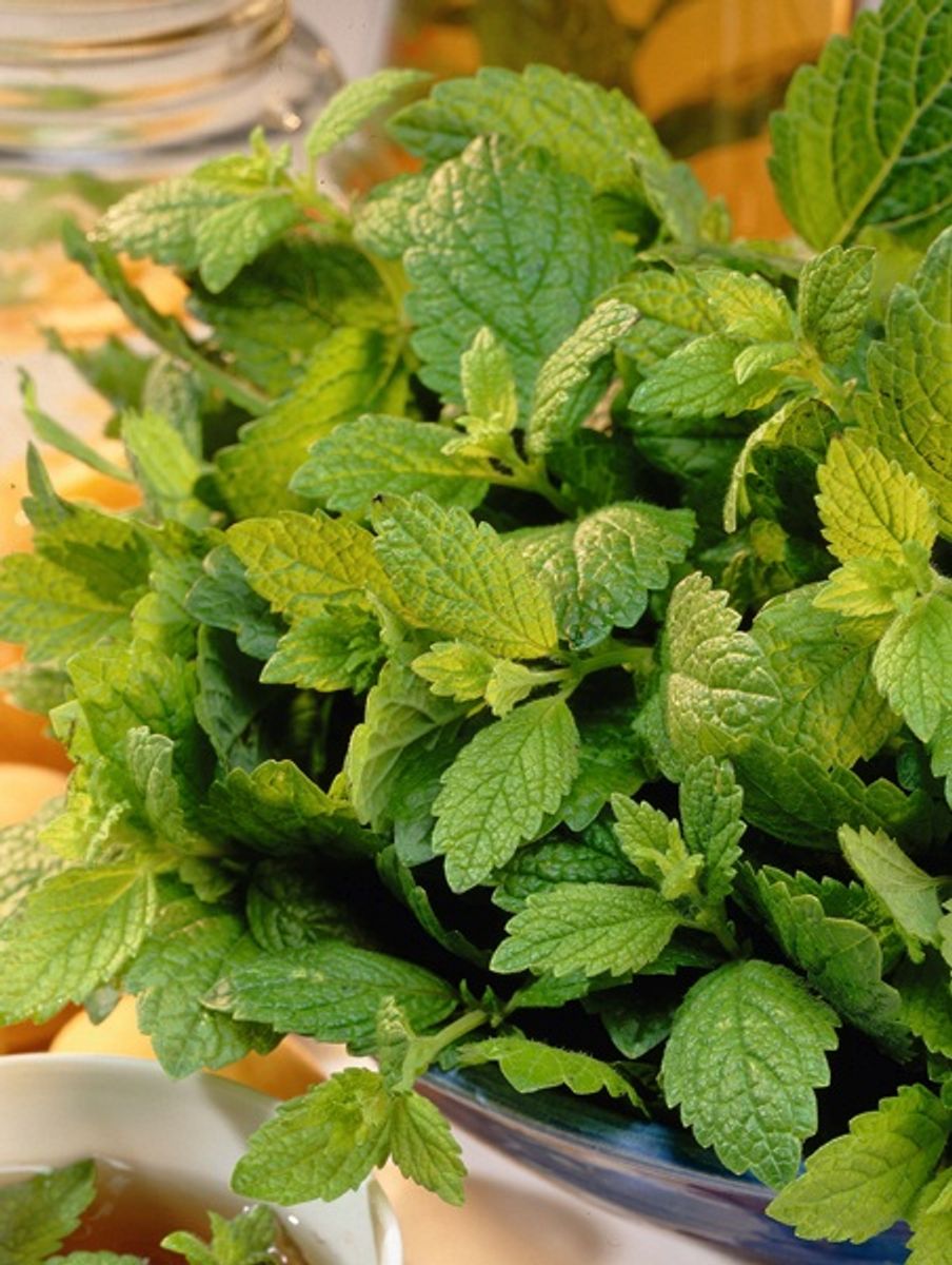 Melissa officinalis — Plant Wholesale FlorAccess