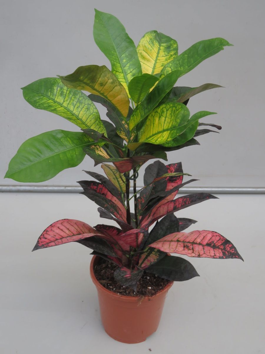 Codiaeum variegatum 'Mrs Iceton' — Plant Wholesale FlorAccess