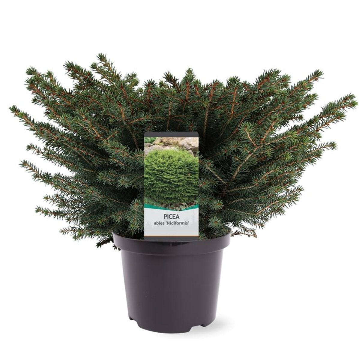 Picea abies 'Nidiformis' — Plant Wholesale FlorAccess