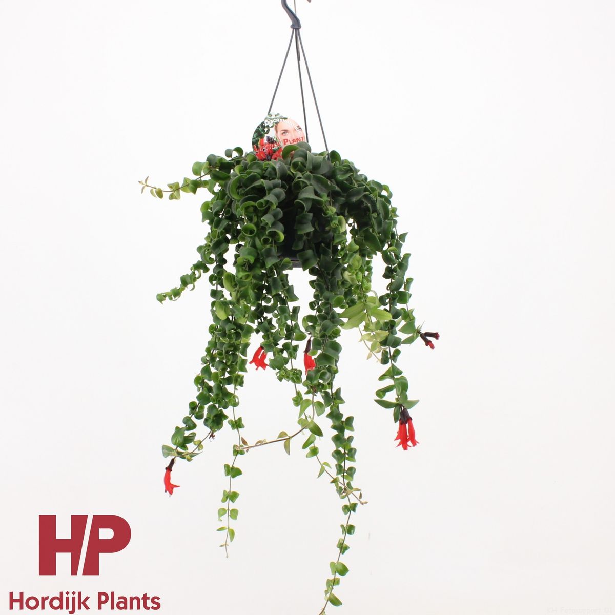 Aeschynanthus 'Rasta XXL' — Plant Wholesale FlorAccess