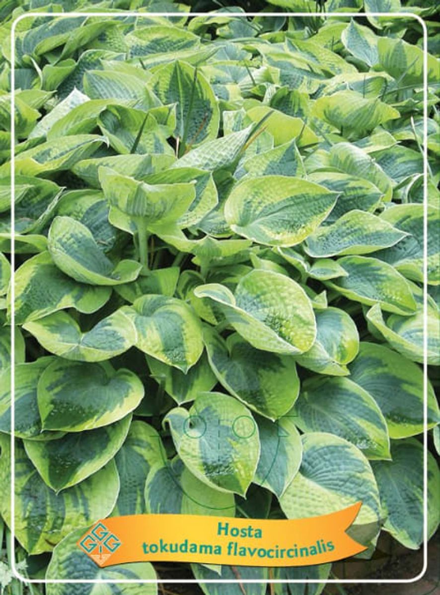 Hosta 'Tokudama Flavocircinalis' — Plant Wholesale FlorAccess