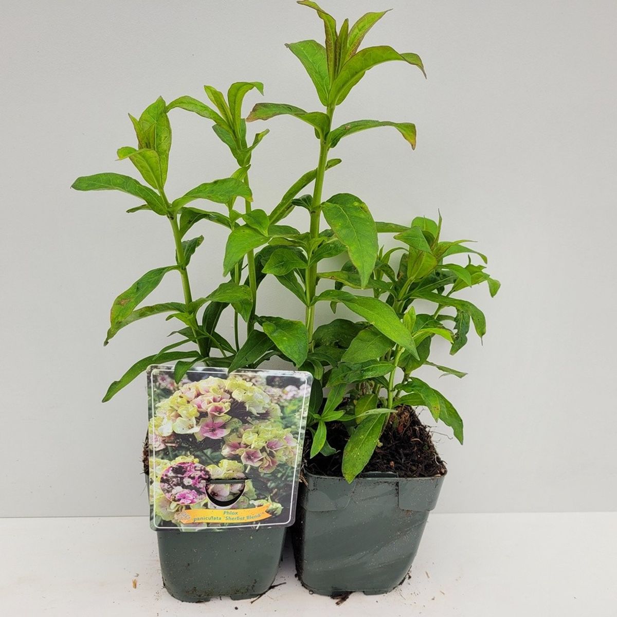 Phlox 'Sherbet Blend' — Plant Wholesale FlorAccess