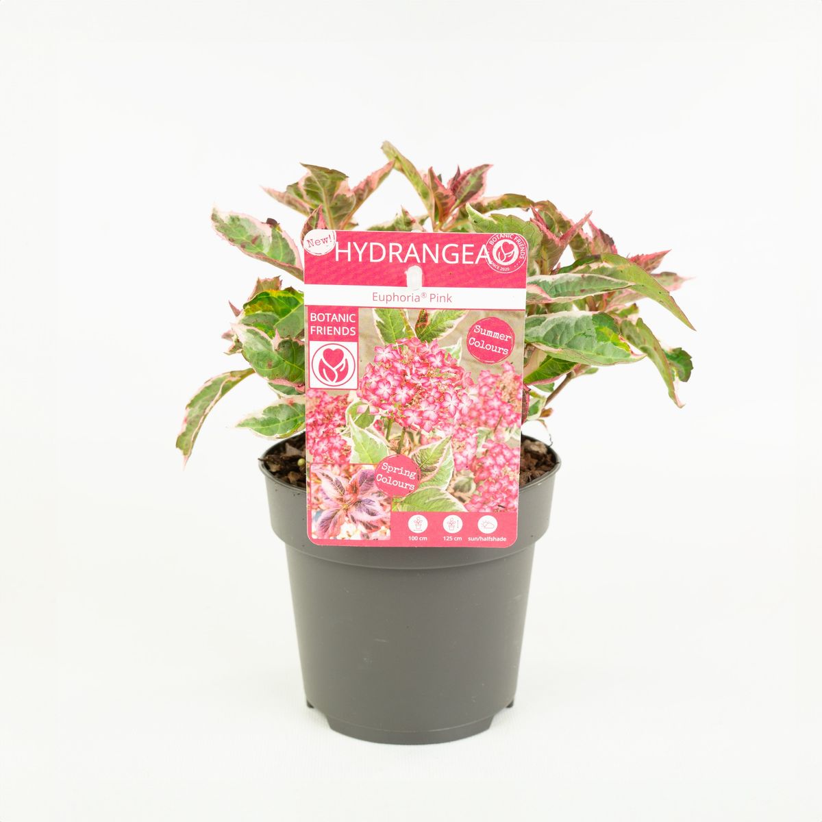 Hydrangea serrata EUPHORIA PINK — Plant Wholesale FlorAccess