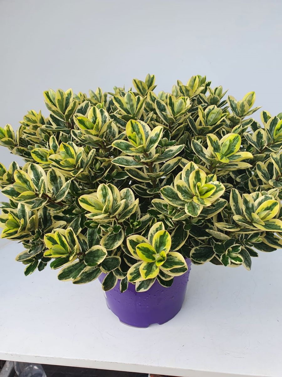 Hebe ADDENDA GOLDEN KATRINA — Plant Wholesale FlorAccess