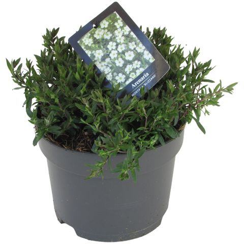 Arenaria montana BLIZZARD COMPACT — Plant Wholesale FlorAccess