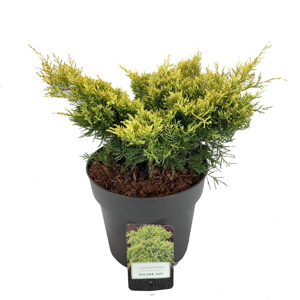 Juniperus x pfitzeriana 'Golden Joy' — Plant Wholesale FlorAccess