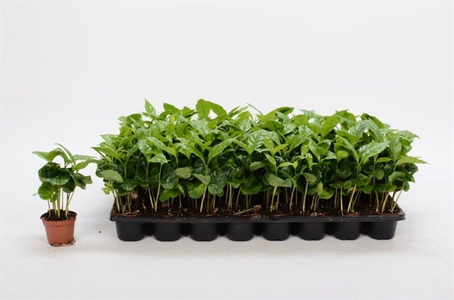 Coffea arabica — Plant Wholesale FlorAccess
