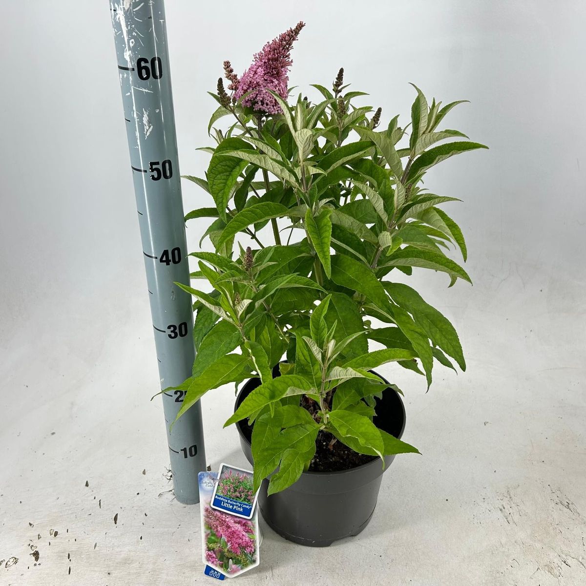 Buddleja davidii BUTTERFLY CANDY LITTLE PINK — Plant Wholesale FlorAccess