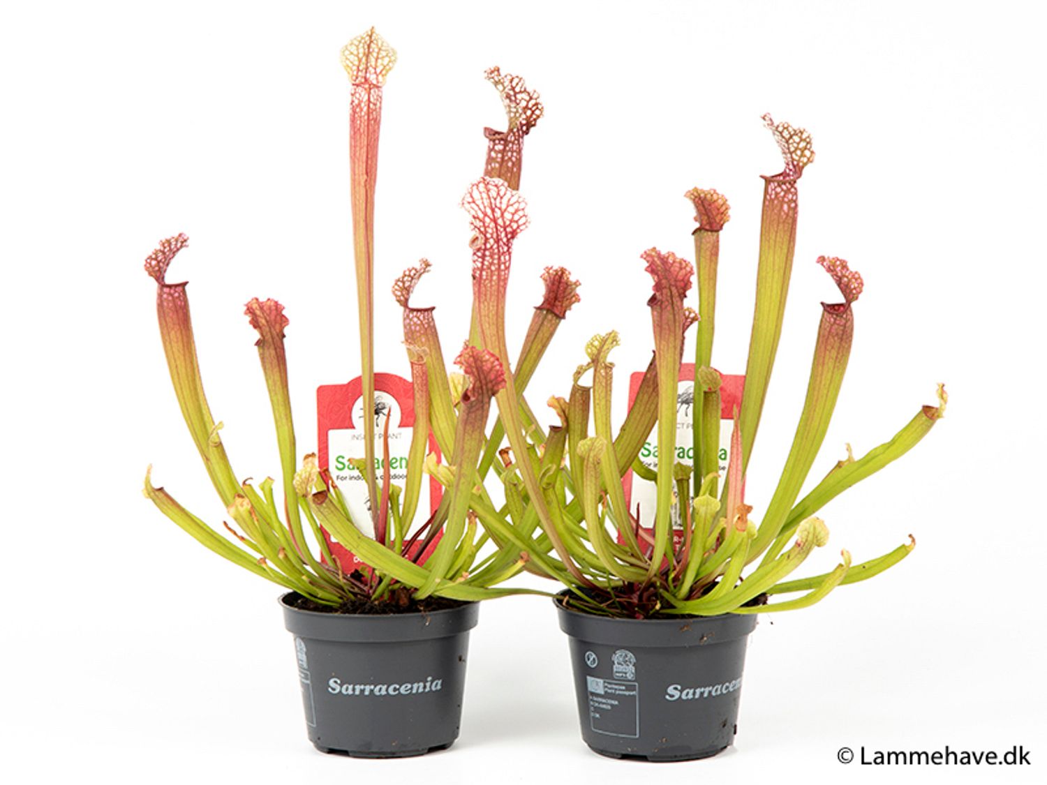 Sarracenia 'Stevensii' — Plant Wholesale FlorAccess