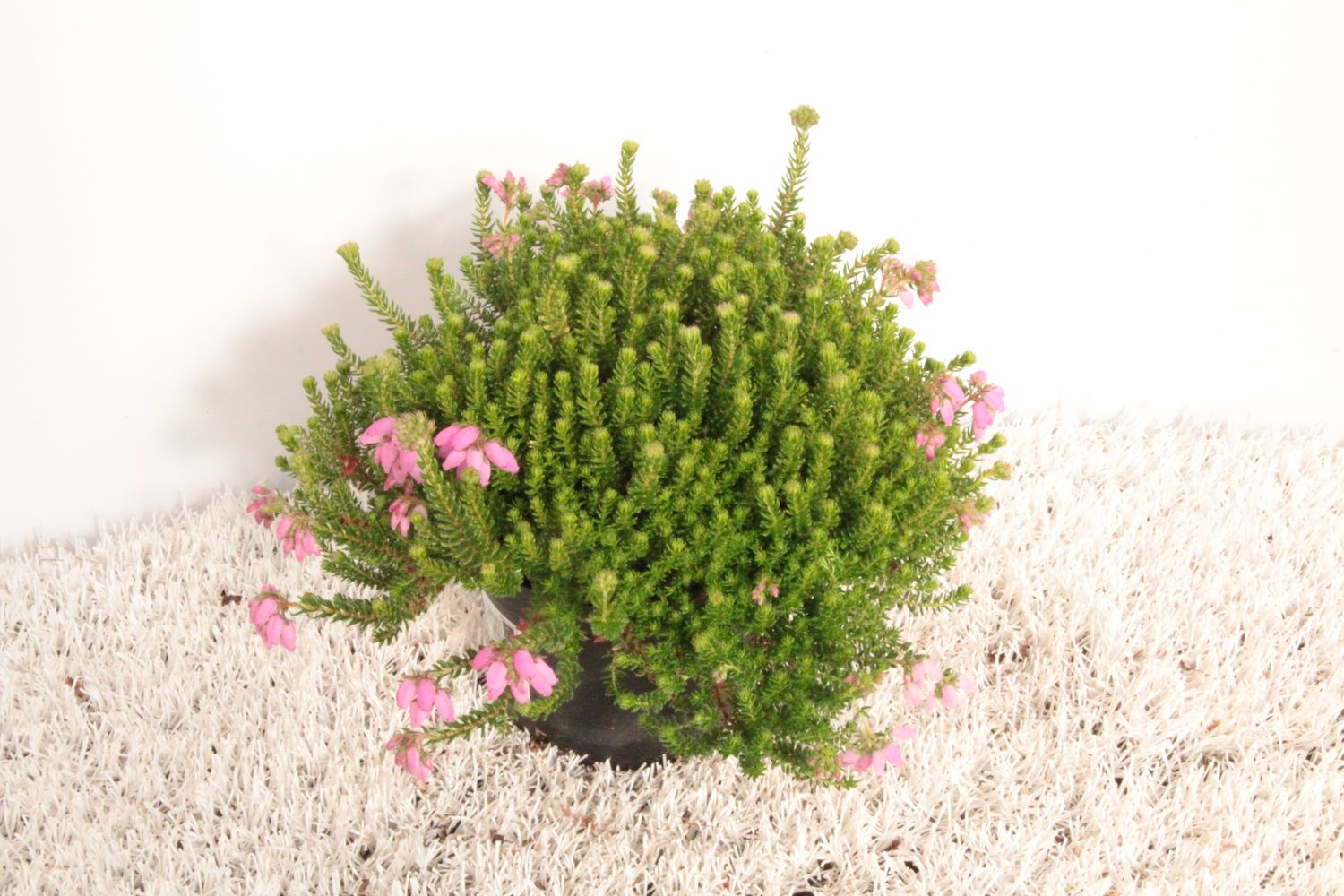Erica x stuartii — Plant Wholesale FlorAccess