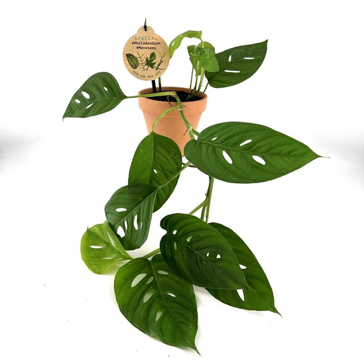 Monstera adansonii — Plant Wholesale FlorAccess
