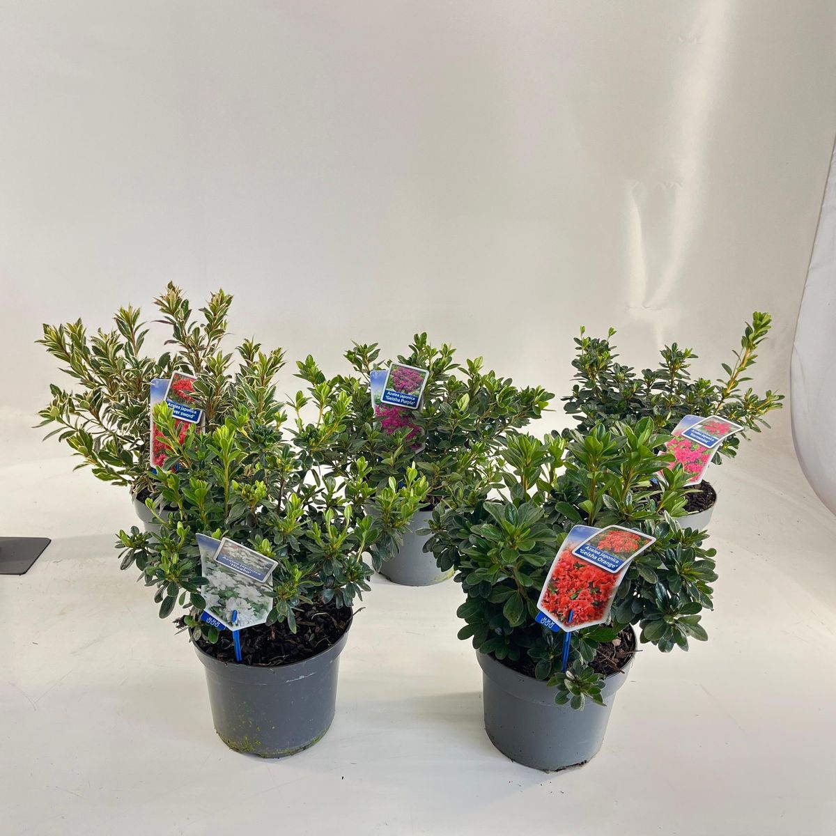 Rhododendron JAPANESE AZALEA MIX (AJ) — Plant Wholesale FlorAccess
