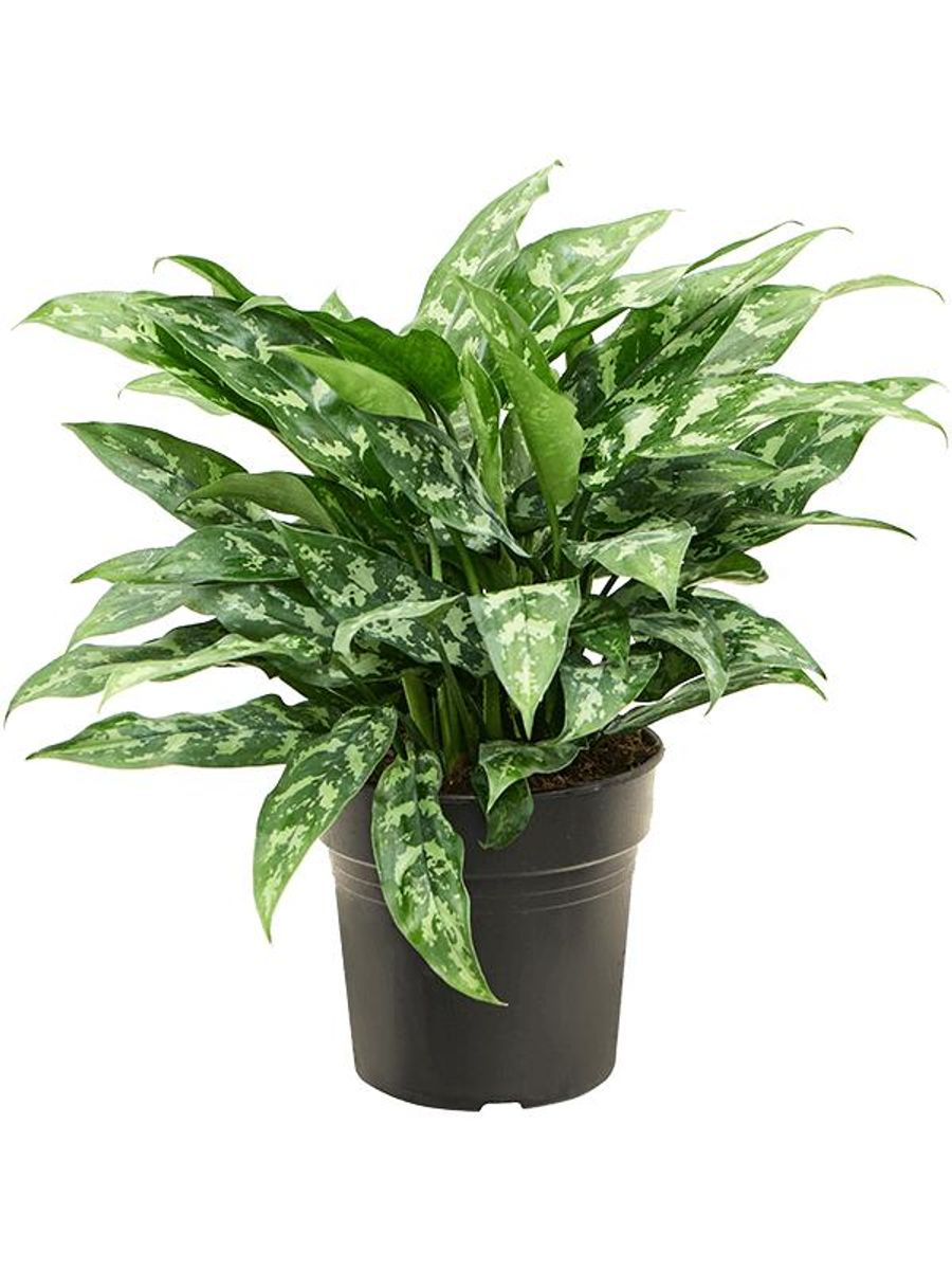 Aglaonema 'Maria' — Plant Wholesale FlorAccess
