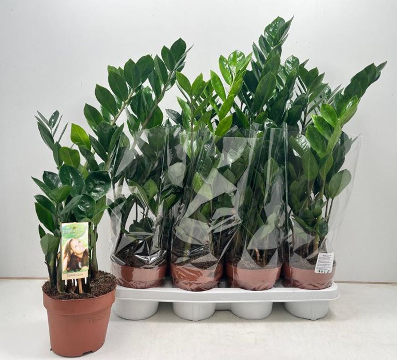 Zamioculcas zamiifolia — Plant Wholesale FlorAccess