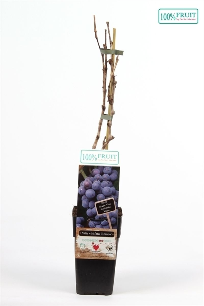 Vitis 'Romeo' — Plant Wholesale FlorAccess
