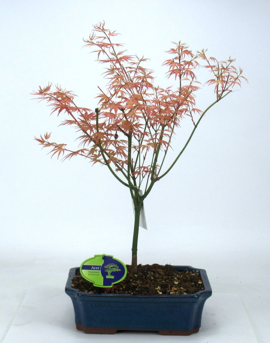 Acer palmatum 'Phoenix' — Plant Wholesale FlorAccess