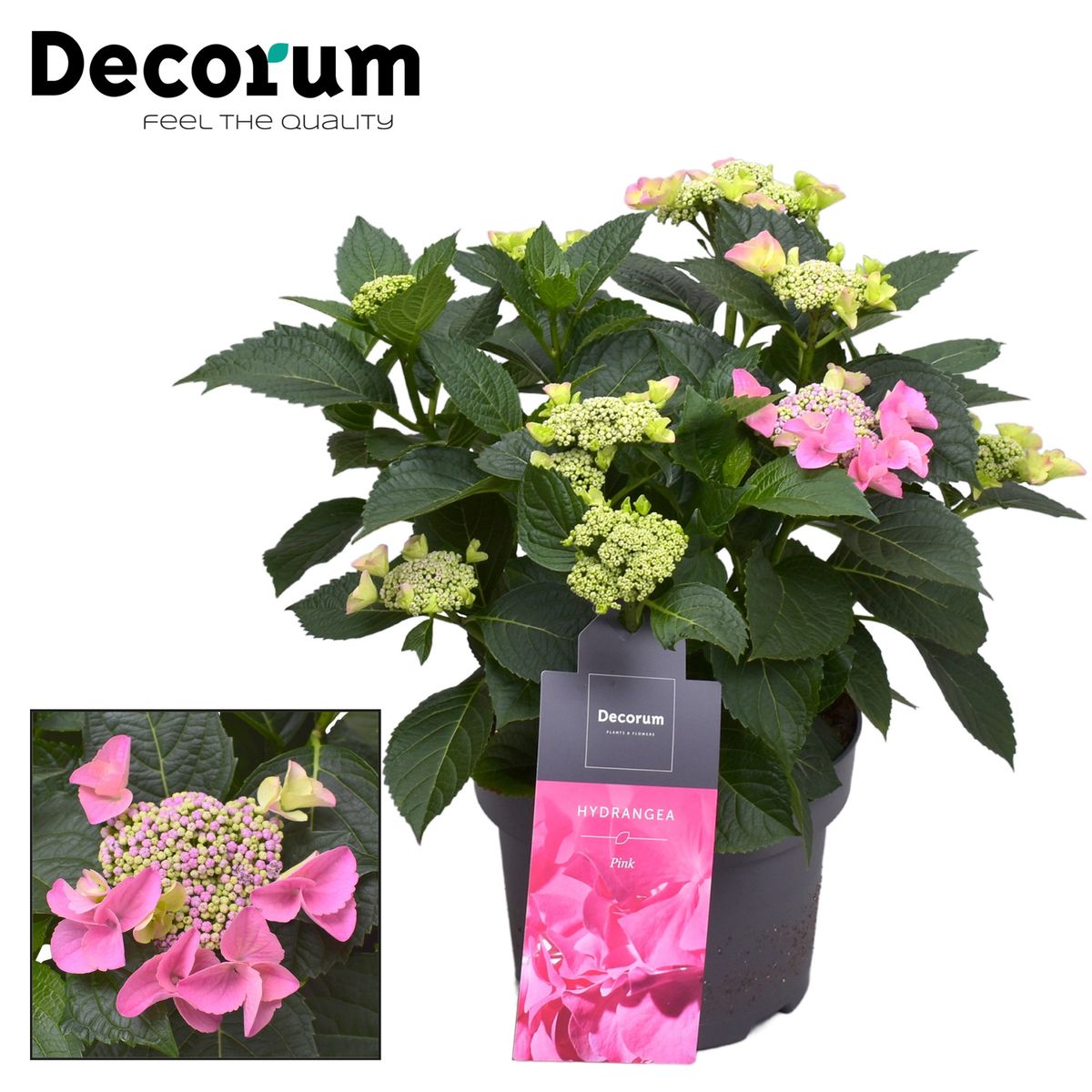 Hydrangea macrophylla NIZZA — Plant Wholesale FlorAccess