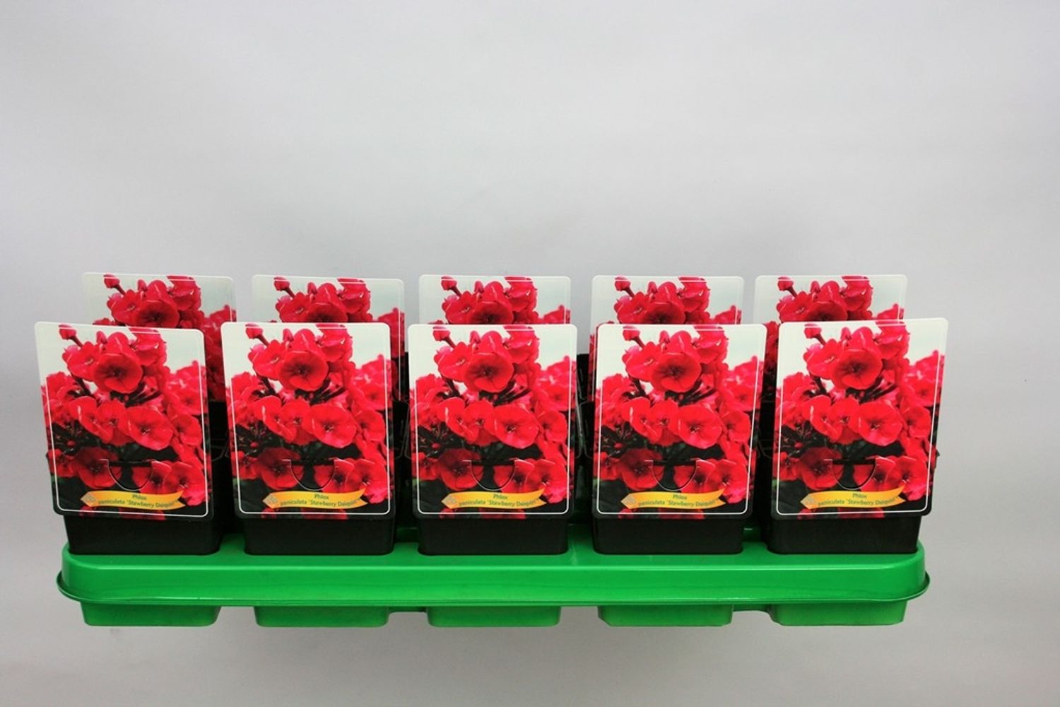 Phlox 'Strawberry Daiquiri' — Plant Wholesale FlorAccess