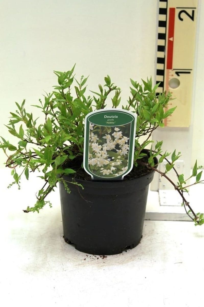 Deutzia gracilis 'Nikko' — Plant Wholesale FlorAccess
