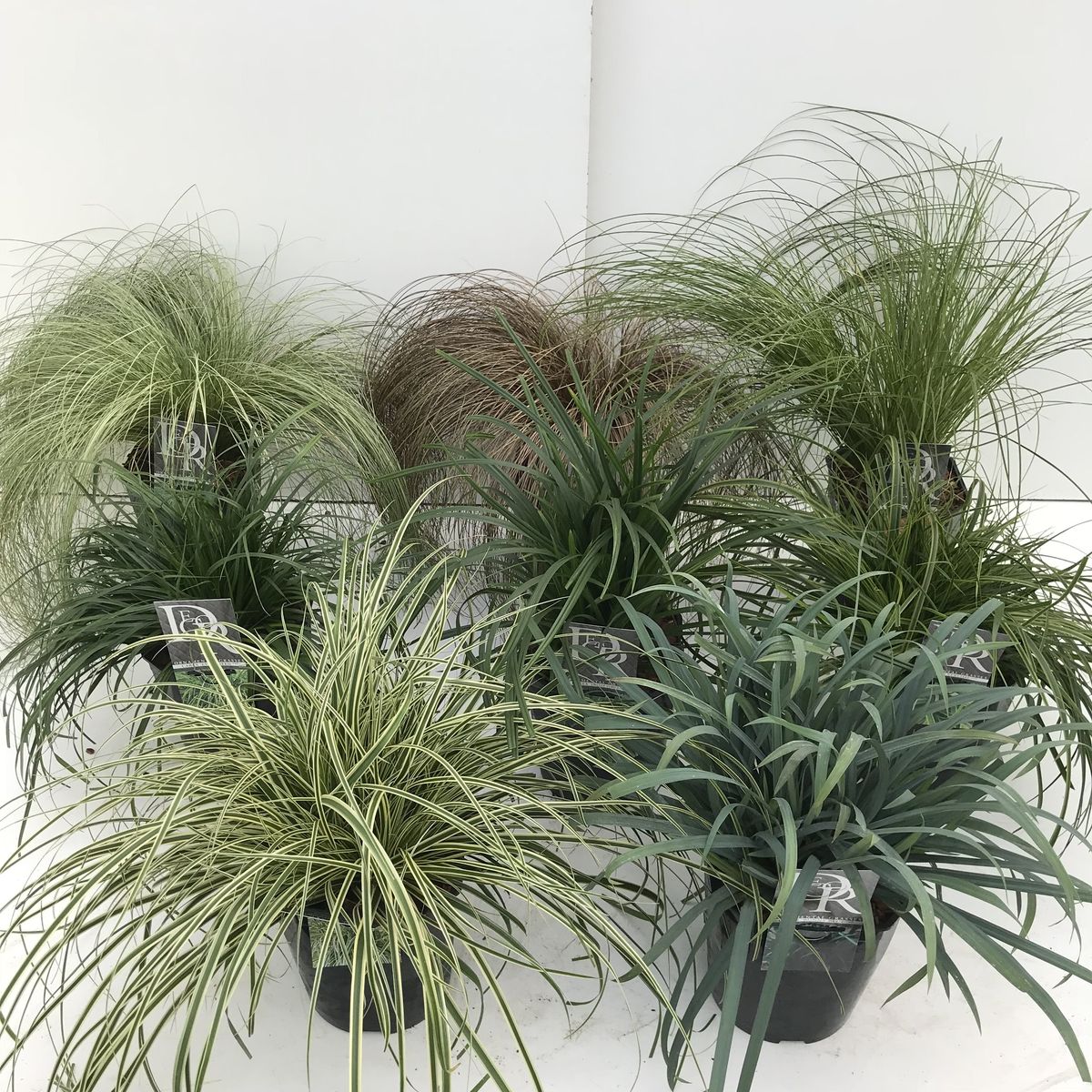 Carex MIX — Mayorista de plantas FlorAccess