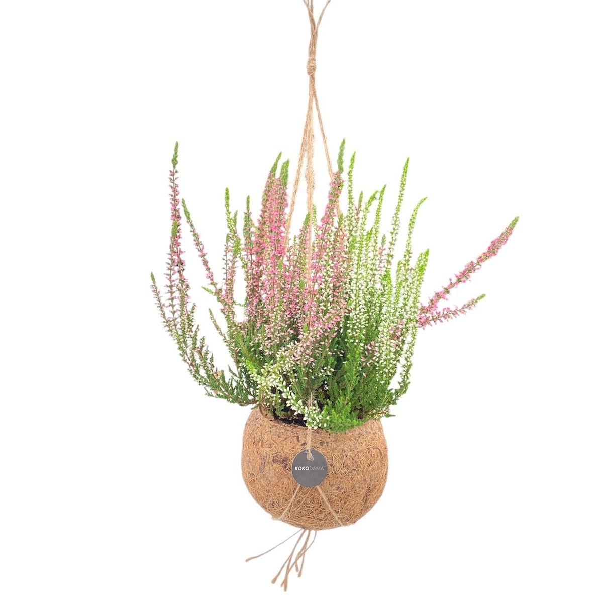 Calluna vulgaris MIX IN POT — Plant Wholesale FlorAccess
