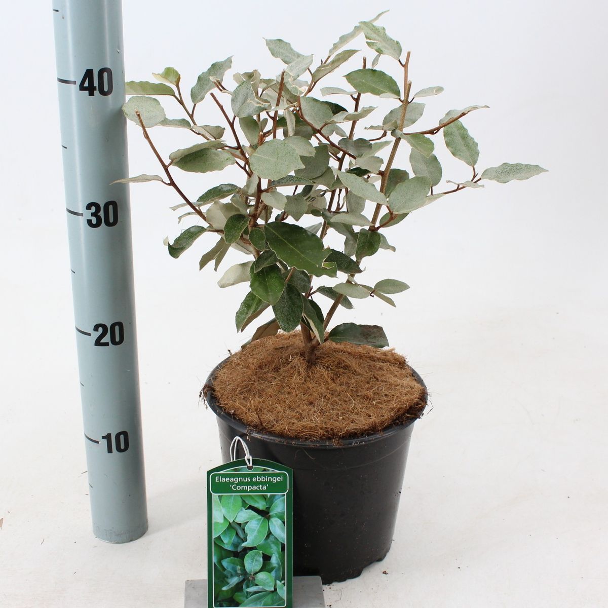 Elaeagnus x ebbingei 'Compacta' — Plant Wholesale FlorAccess