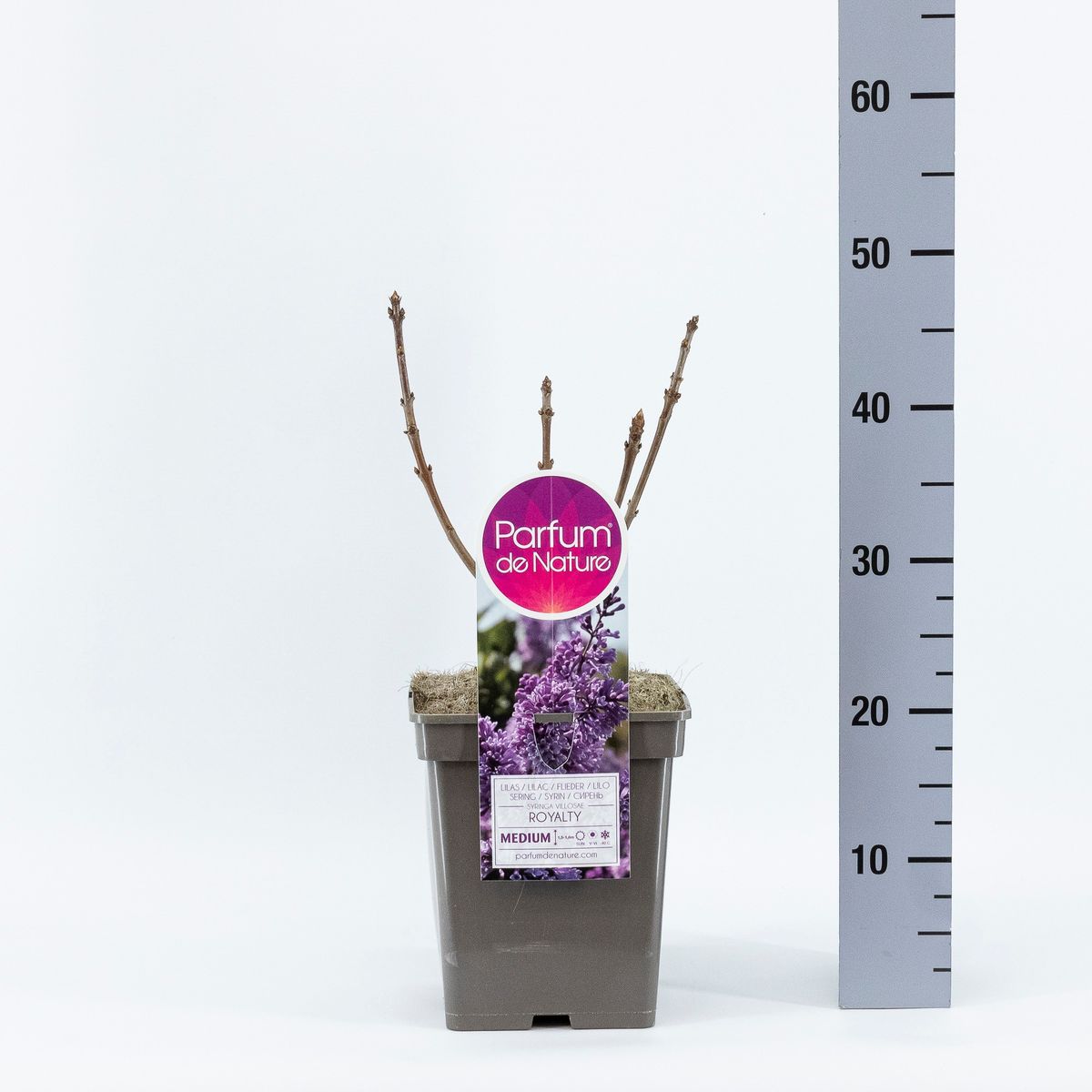 Syringa 'Royalty' — Plant Wholesale FlorAccess