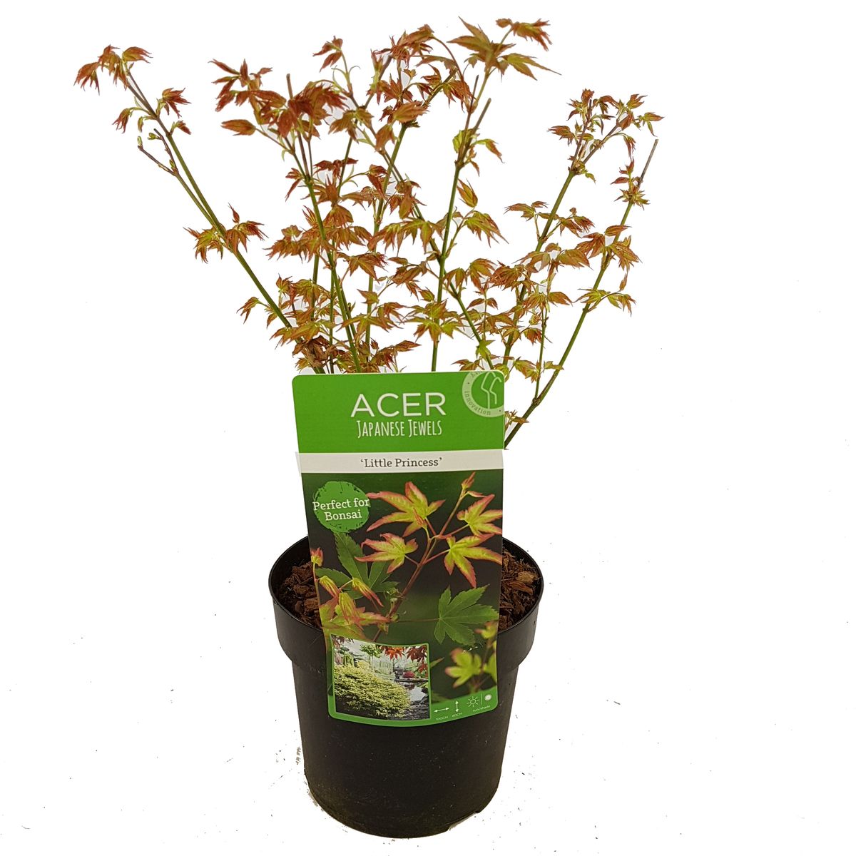 Acer palmatum 'Little Princess' — Plant Wholesale FlorAccess