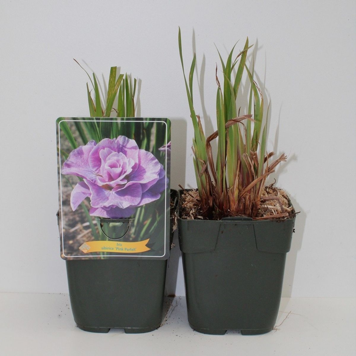 Iris sibirica 'Pink Parfait' — Plant Wholesale FlorAccess
