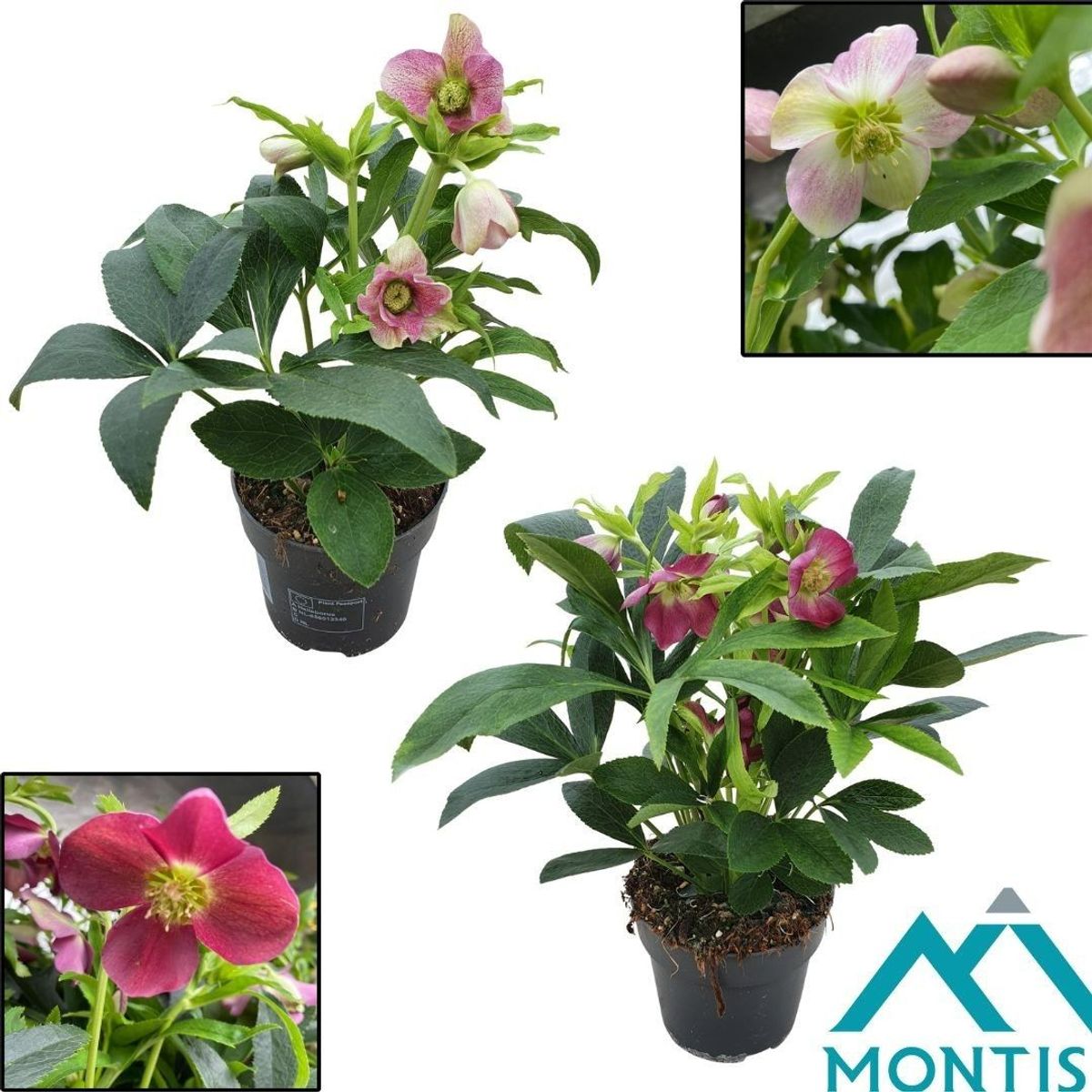 Helleborus orientalis MIX — Plant Wholesale FlorAccess