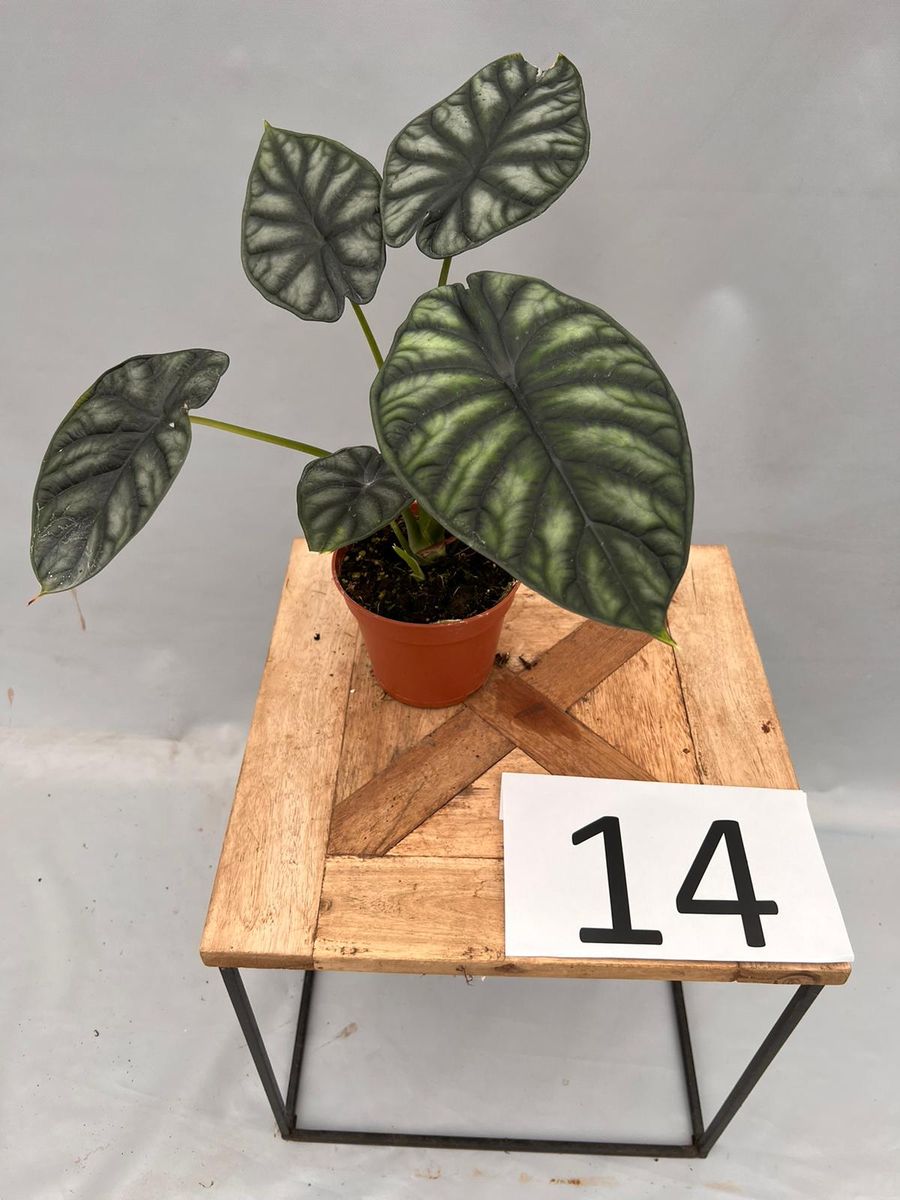 Alocasia 'Dragon Scale' — Plant Wholesale FlorAccess